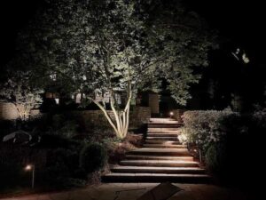 Tree Uplighting – Nightscapes Outdoor Lighting Design